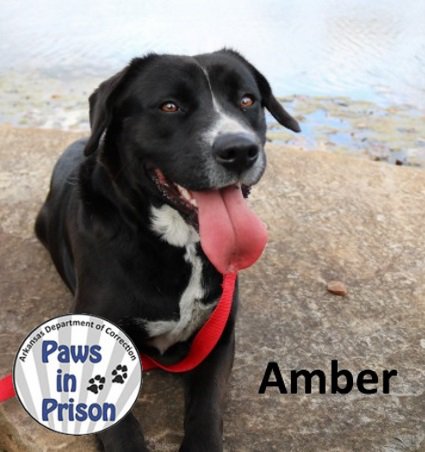 Amber pip – Stone County Humane Society