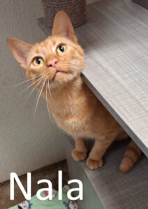 Nala – Stone County Humane Society