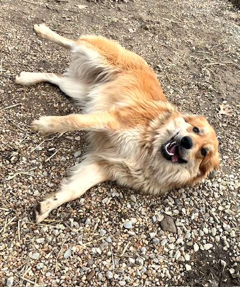 Bob02 – Stone County Humane Society