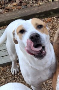 Percy – Stone County Humane Society